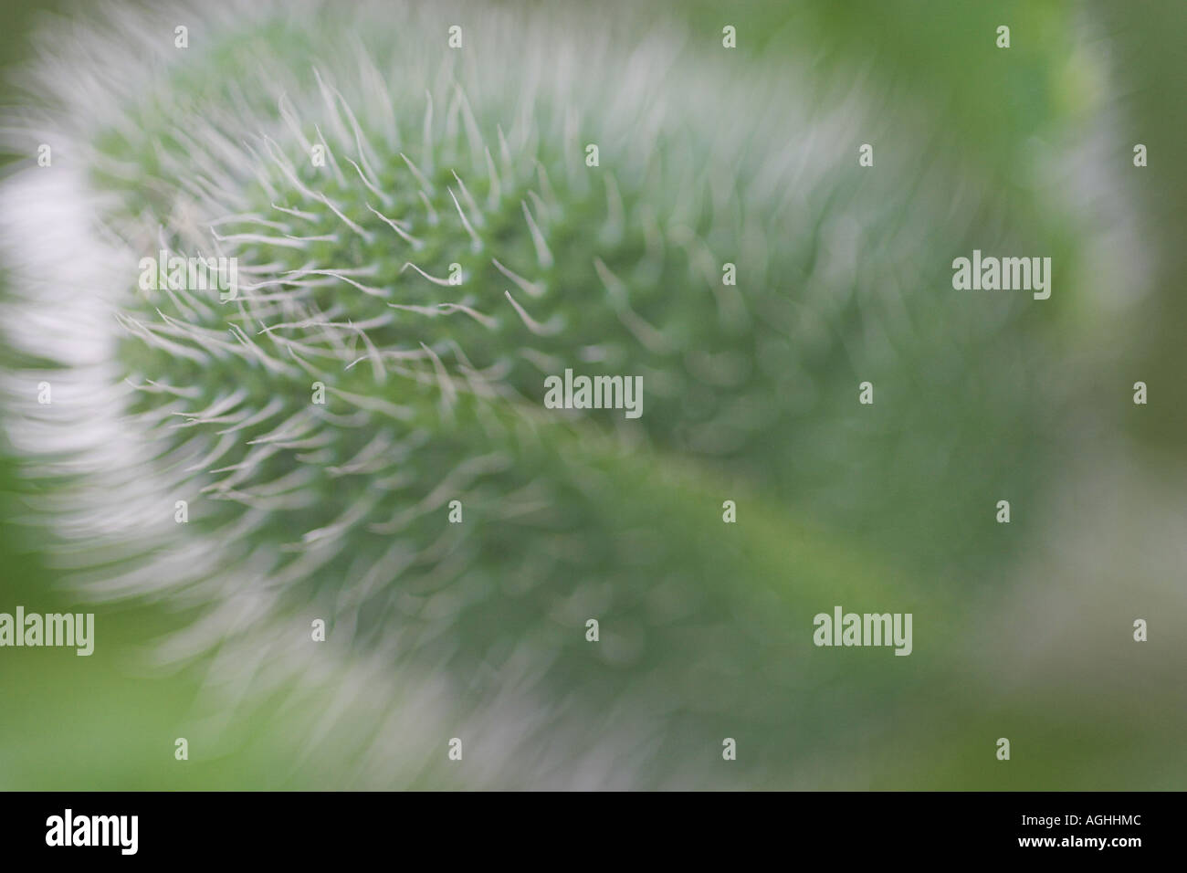 Seed pod artwork hi-res stock photography and images - Alamy