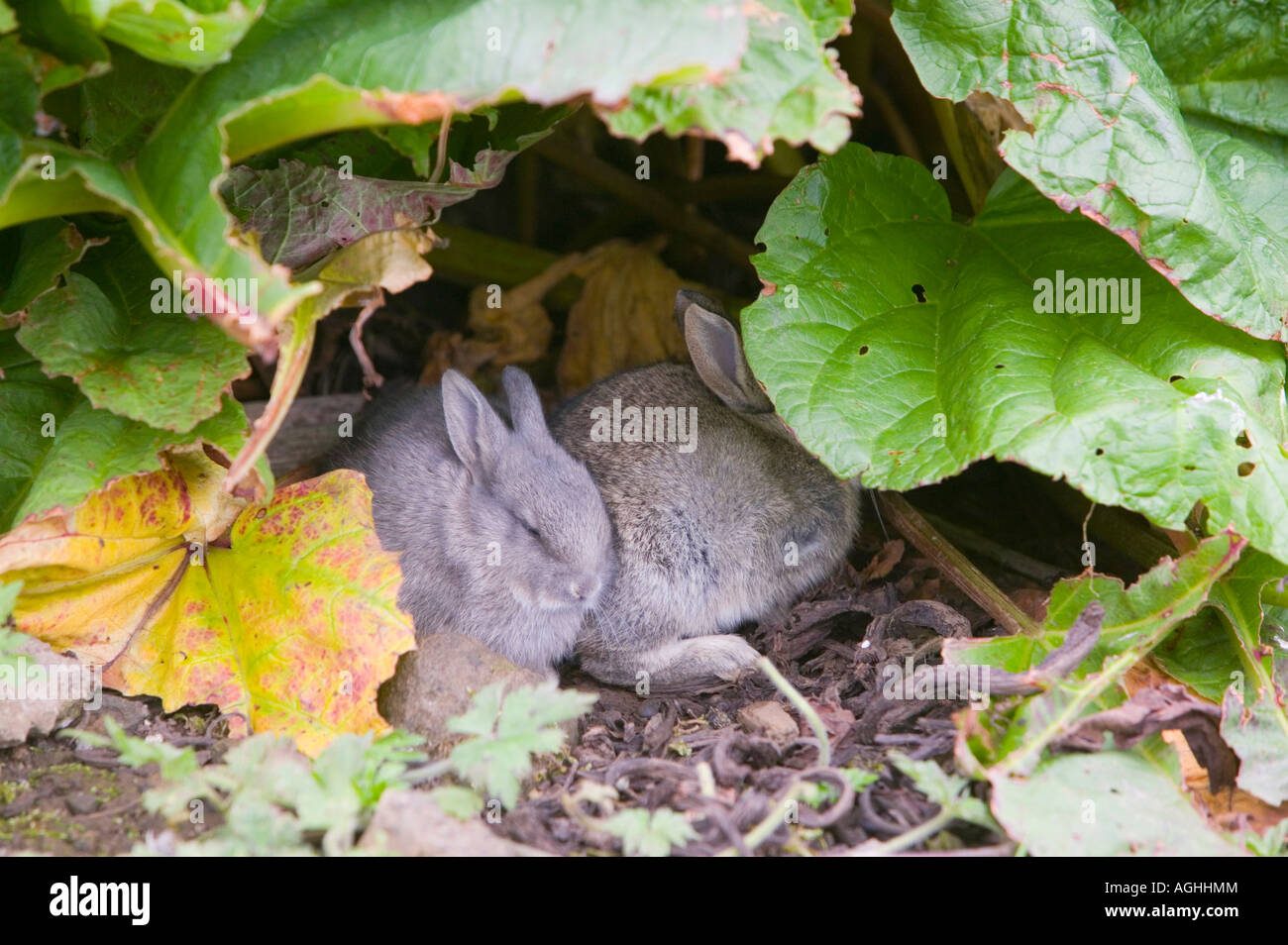 Sheltering Under Leaf High Resolution Stock Photography and Images - Alamy