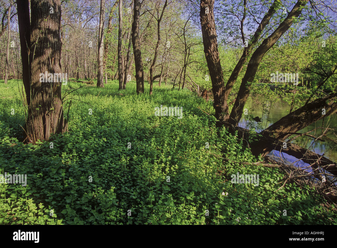 Bottomland woods hi-res stock photography and images - Alamy