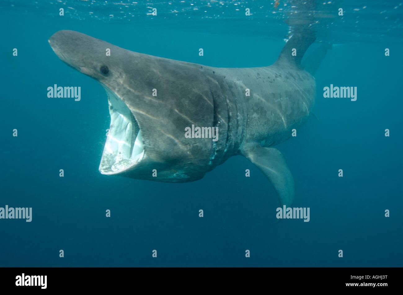 Basking shark gill rakers hi-res stock photography and images - Alamy