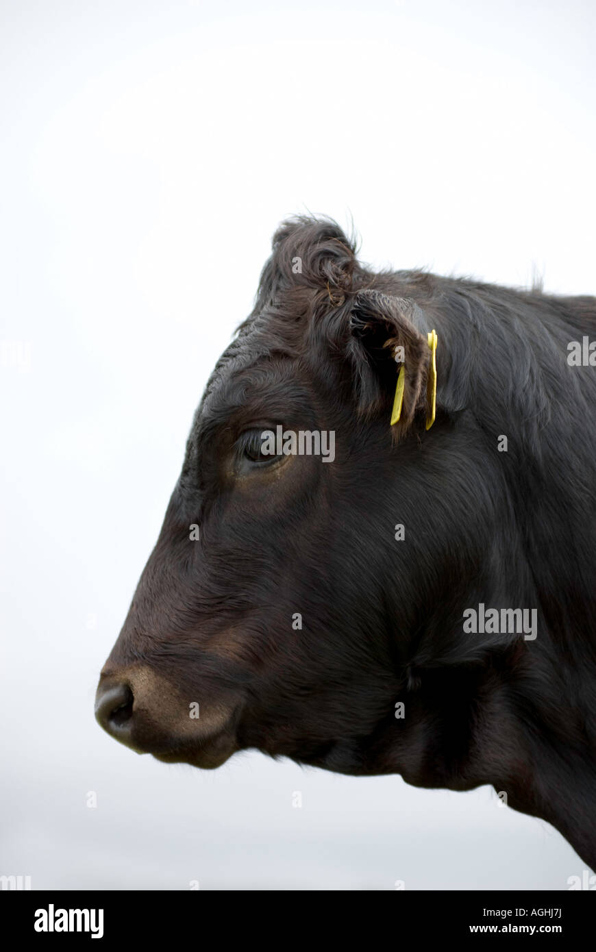 Limousin cow, head in profile, showing ear tag Stock Photo - Alamy