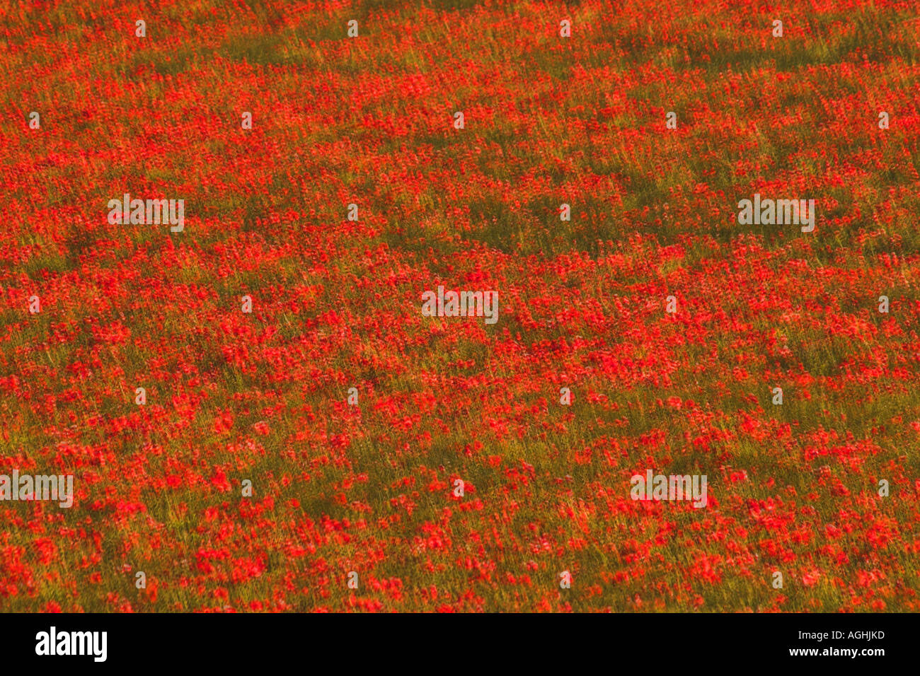 Red poppies black field hi-res stock photography and images - Alamy