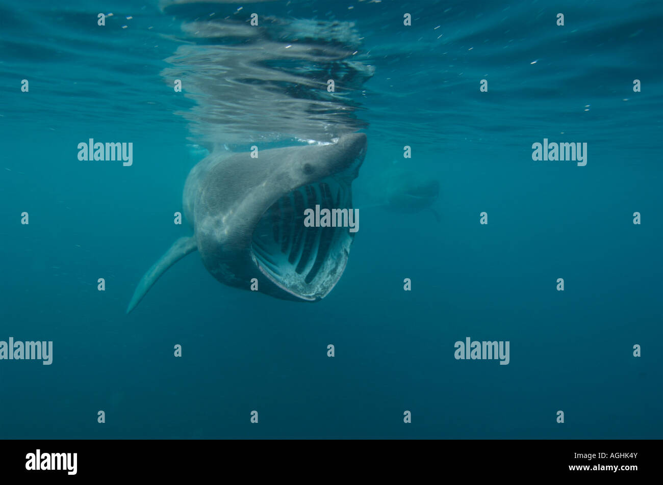 basking shark feeding in the UK Stock Photo - Alamy