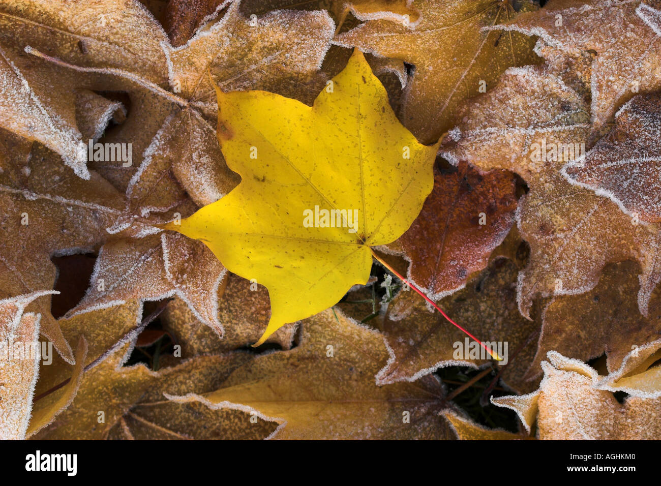 Leafy brown ground hi-res stock photography and images - Alamy