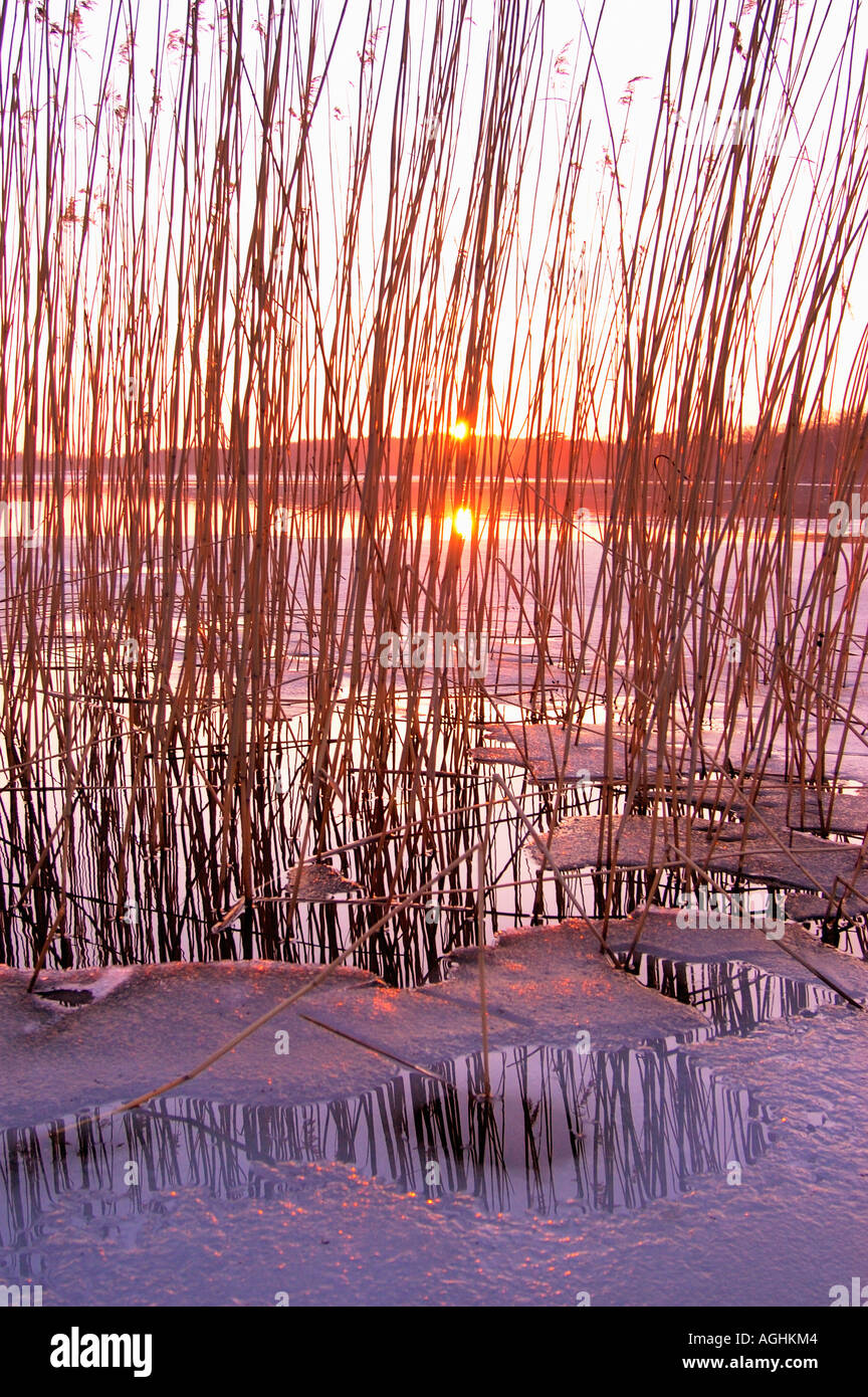 reed in frozen lake and sunset, Lake Mälaren, Sweden Stock Photo - Alamy