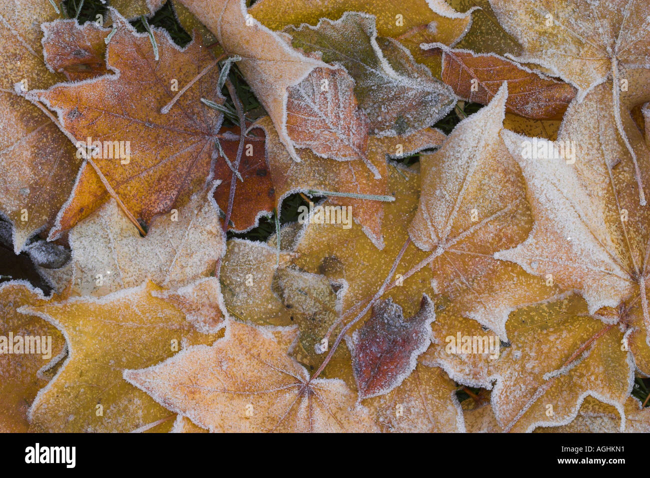 Crisp brown autumn leaves in a crunchy carpet Stock Photo - Alamy