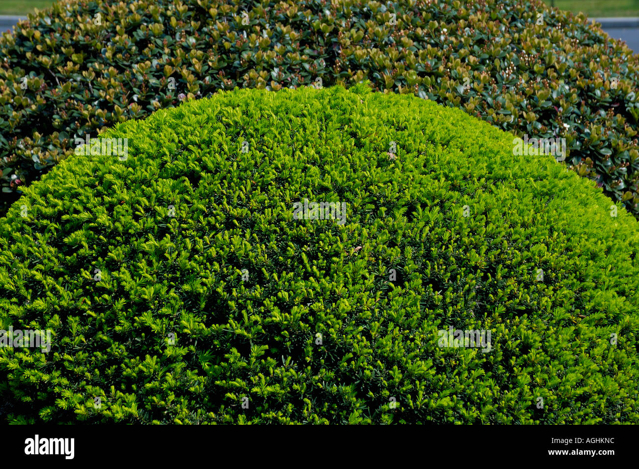 hedge in Imperial Palace Garden, Tokyo, Japan Stock Photo - Alamy
