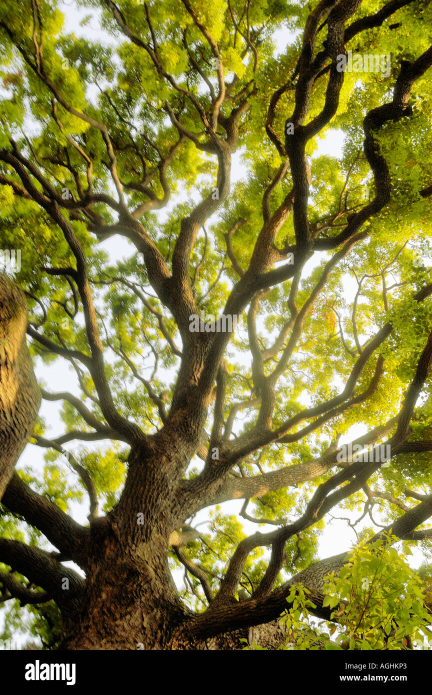 treetop of oak tree, Tokyo, Japan Stock Photo - Alamy