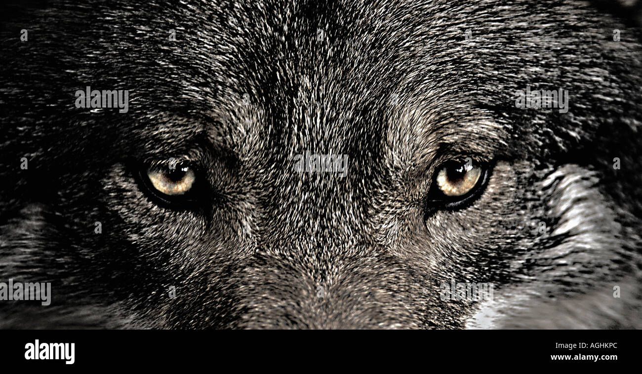eyes of a gazing wolf, alfa male, leader of wolf pack, Nothern Sweden ...