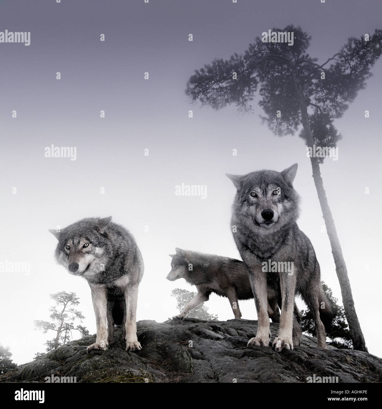 curious wolf pack in fog at dawn, Kolmården Wildlife Park, Sweden Stock ...