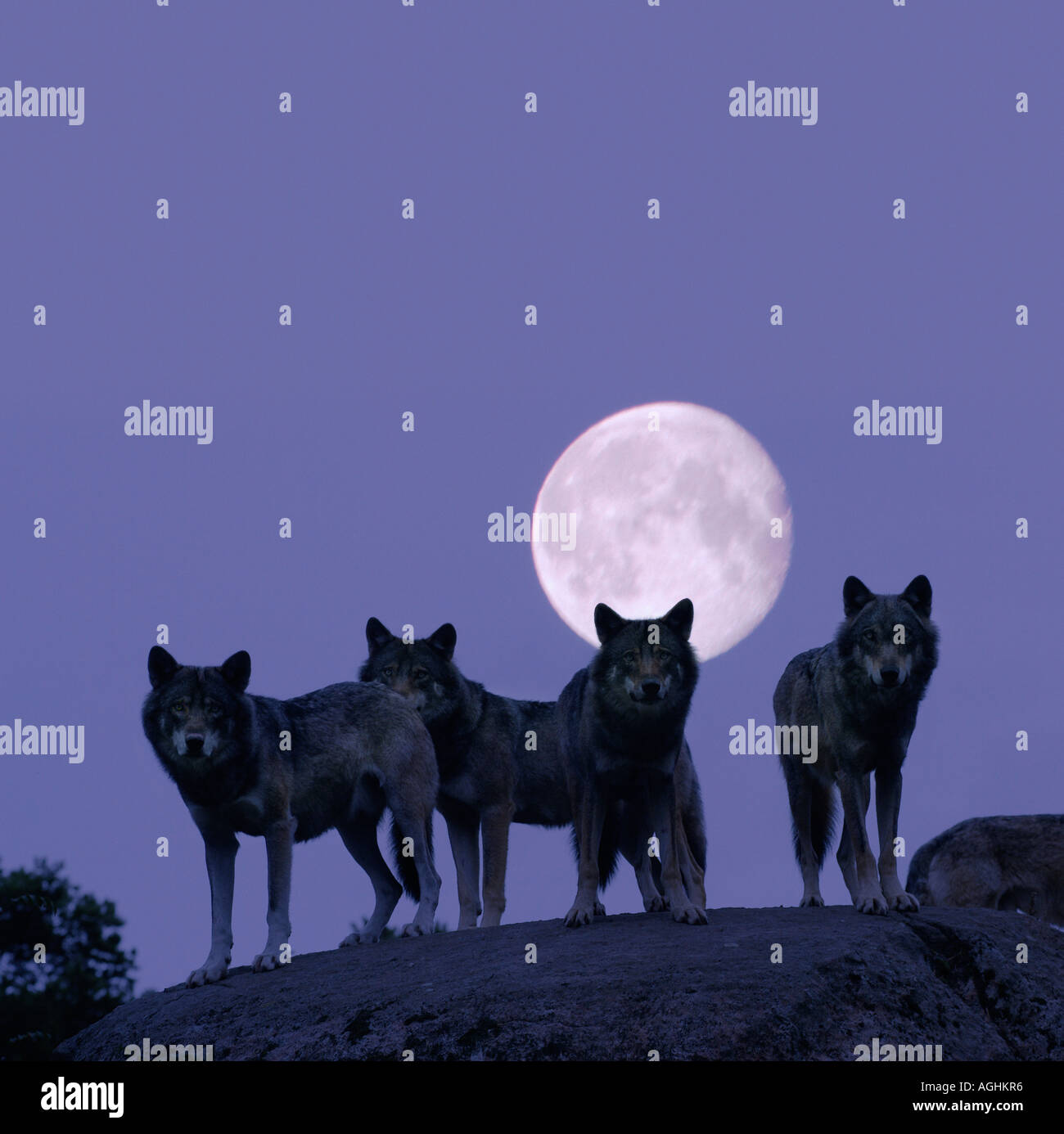 Wolves howl at moon hi-res stock photography and images - Alamy