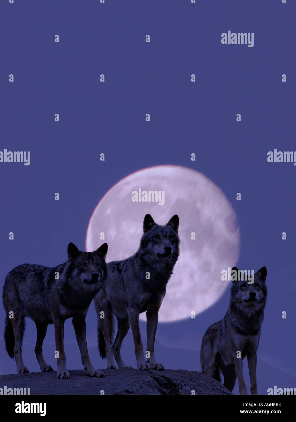 Wolves and moon hi-res stock photography and images - Alamy