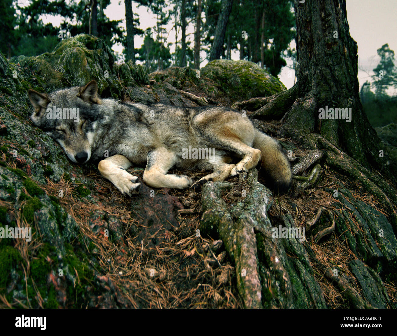 Sleeping wolf hi-res stock photography and images - Alamy