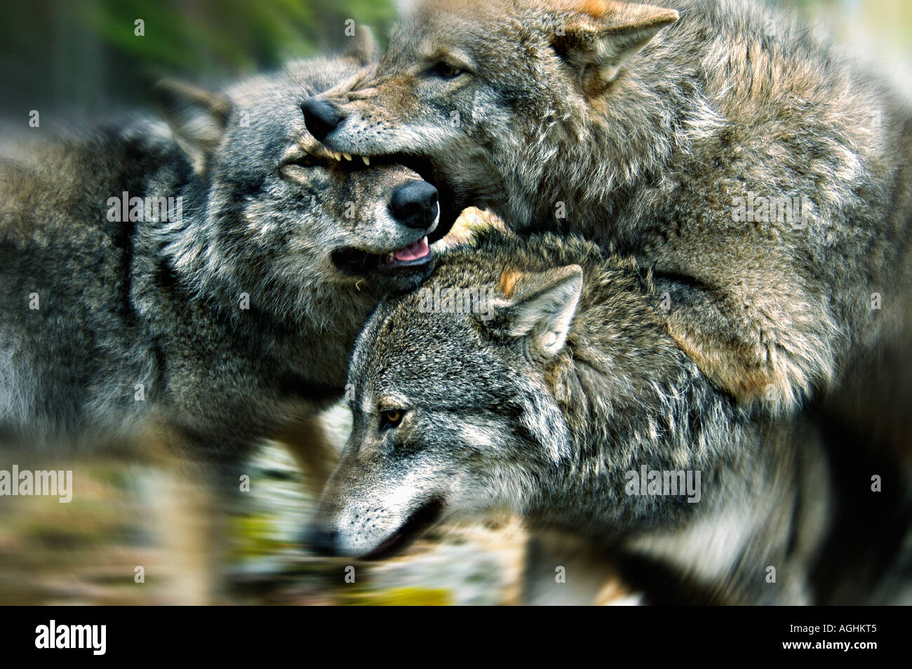 Survival fight hi-res stock photography and images - Alamy