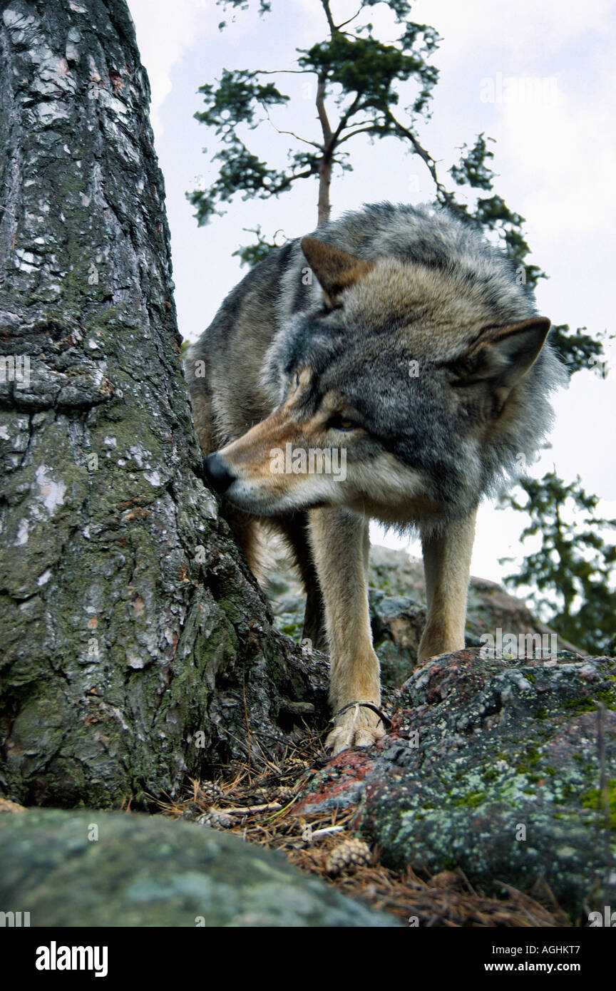 Zoo keeper wolf hi-res stock photography and images - Alamy
