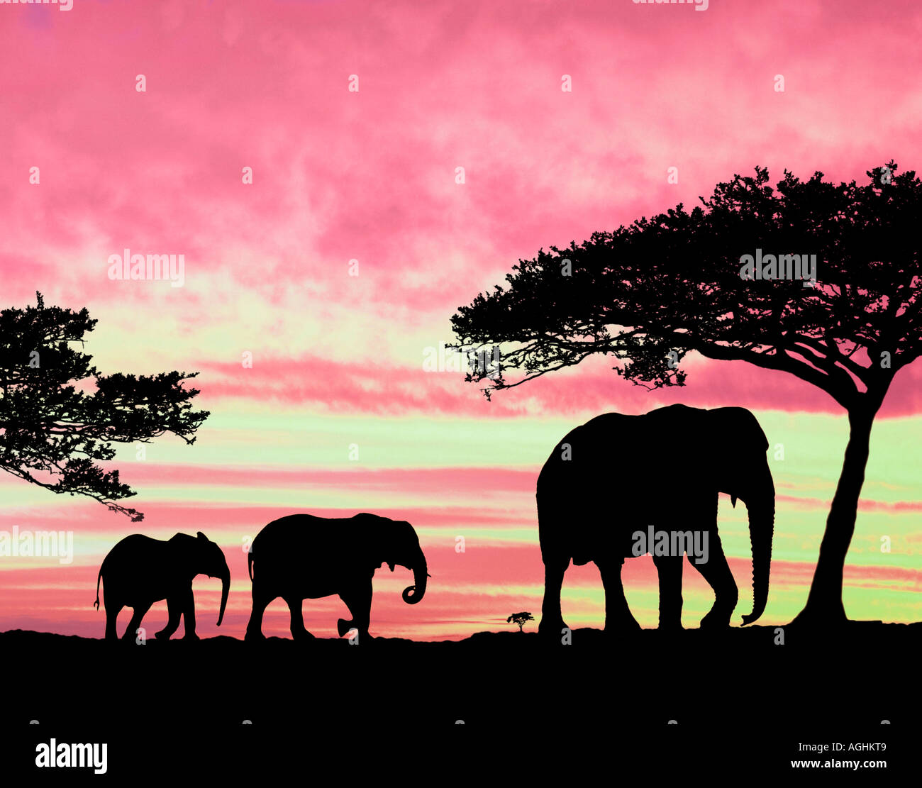 South Africa Elephants at Sunset Stock Photo - Alamy