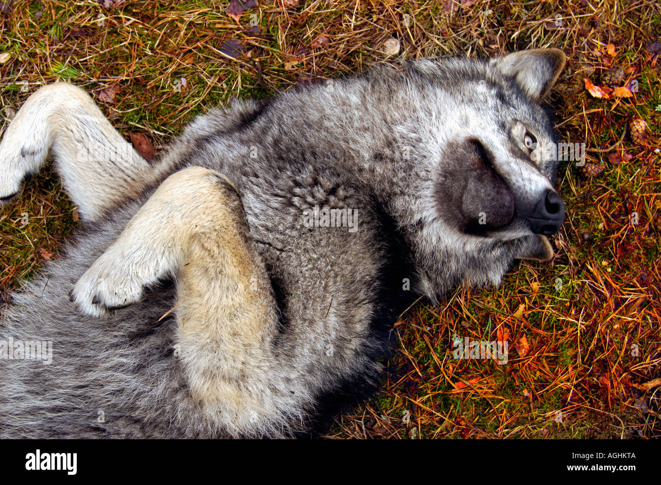 Wolf attack prey hi-res stock photography and images - Alamy