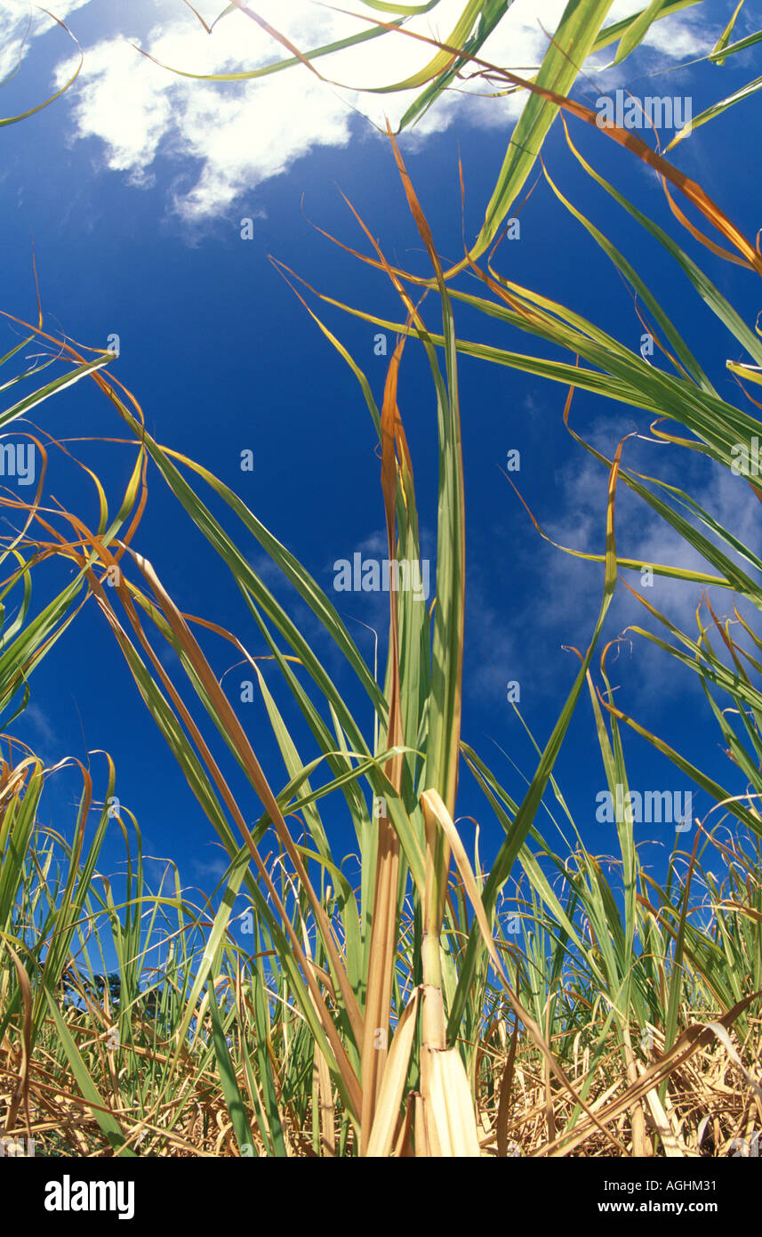 Sugar Cane Field Caribbean Barbados Closeup of Sugar Cane Leaves Stalks ...