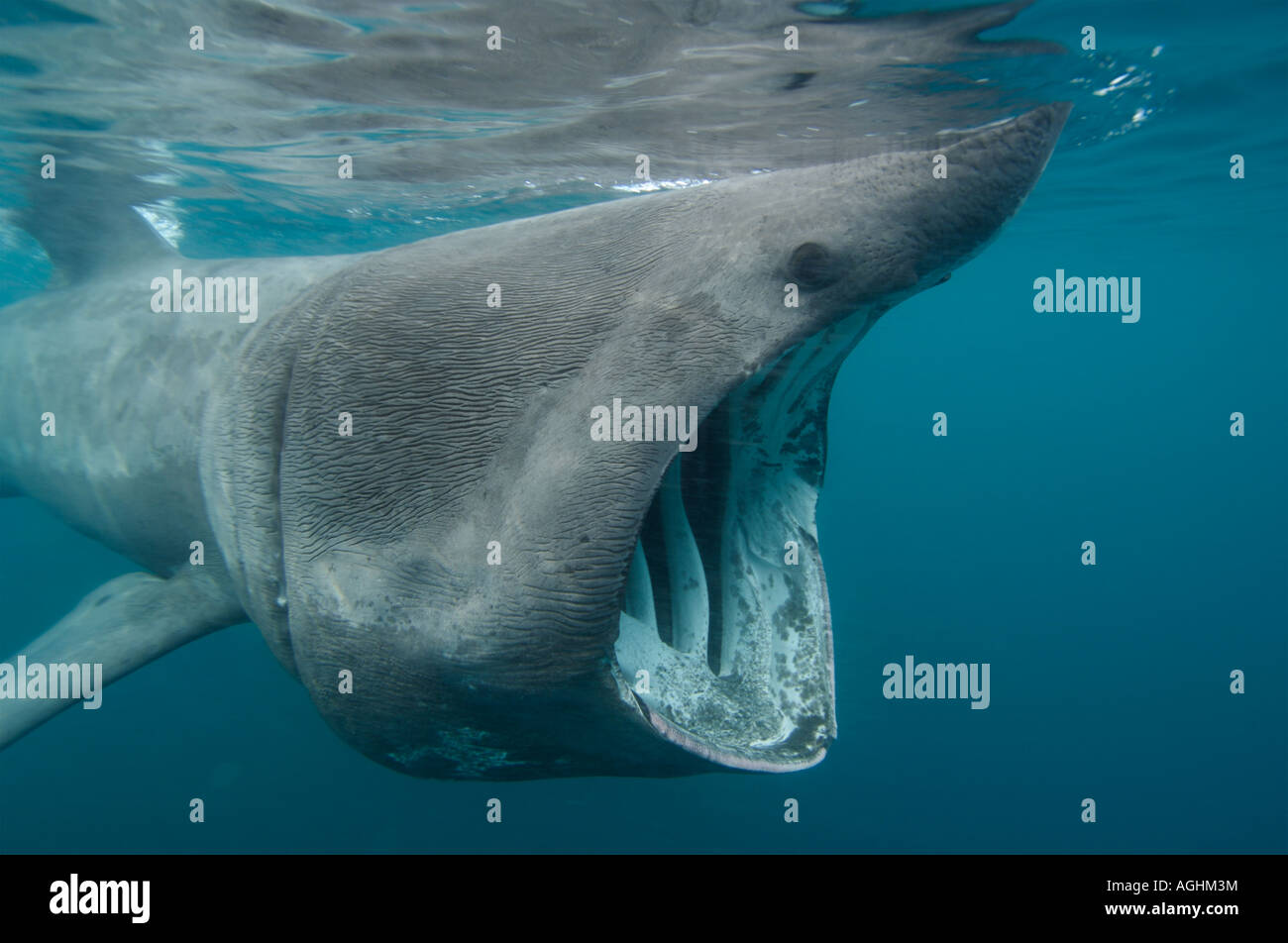 basking shark feeding in the UK Stock Photo - Alamy