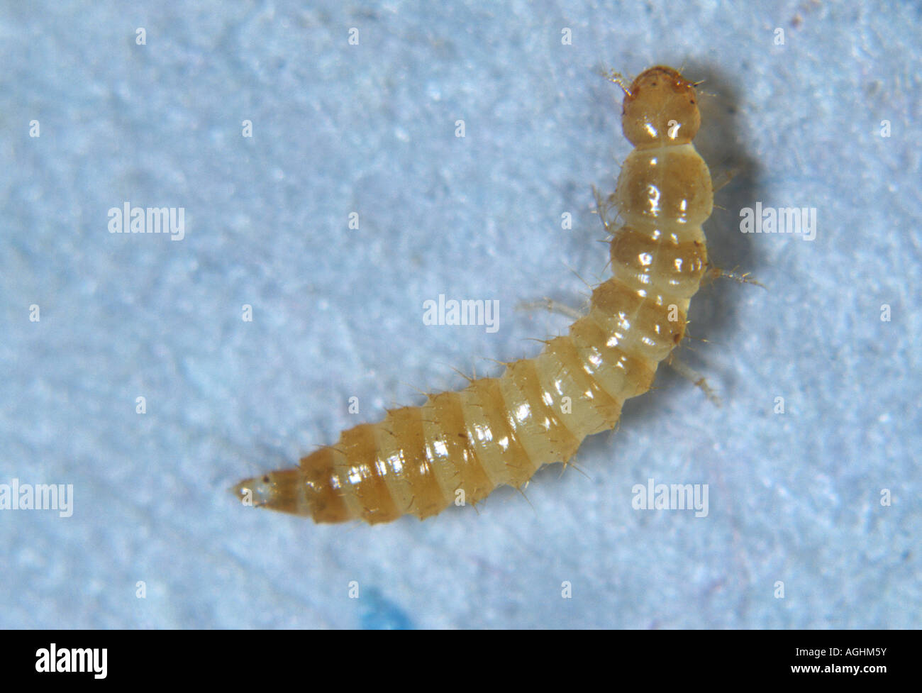 Greenhouse rove beetle Dalotia coriaria predator of flies and fungus ...