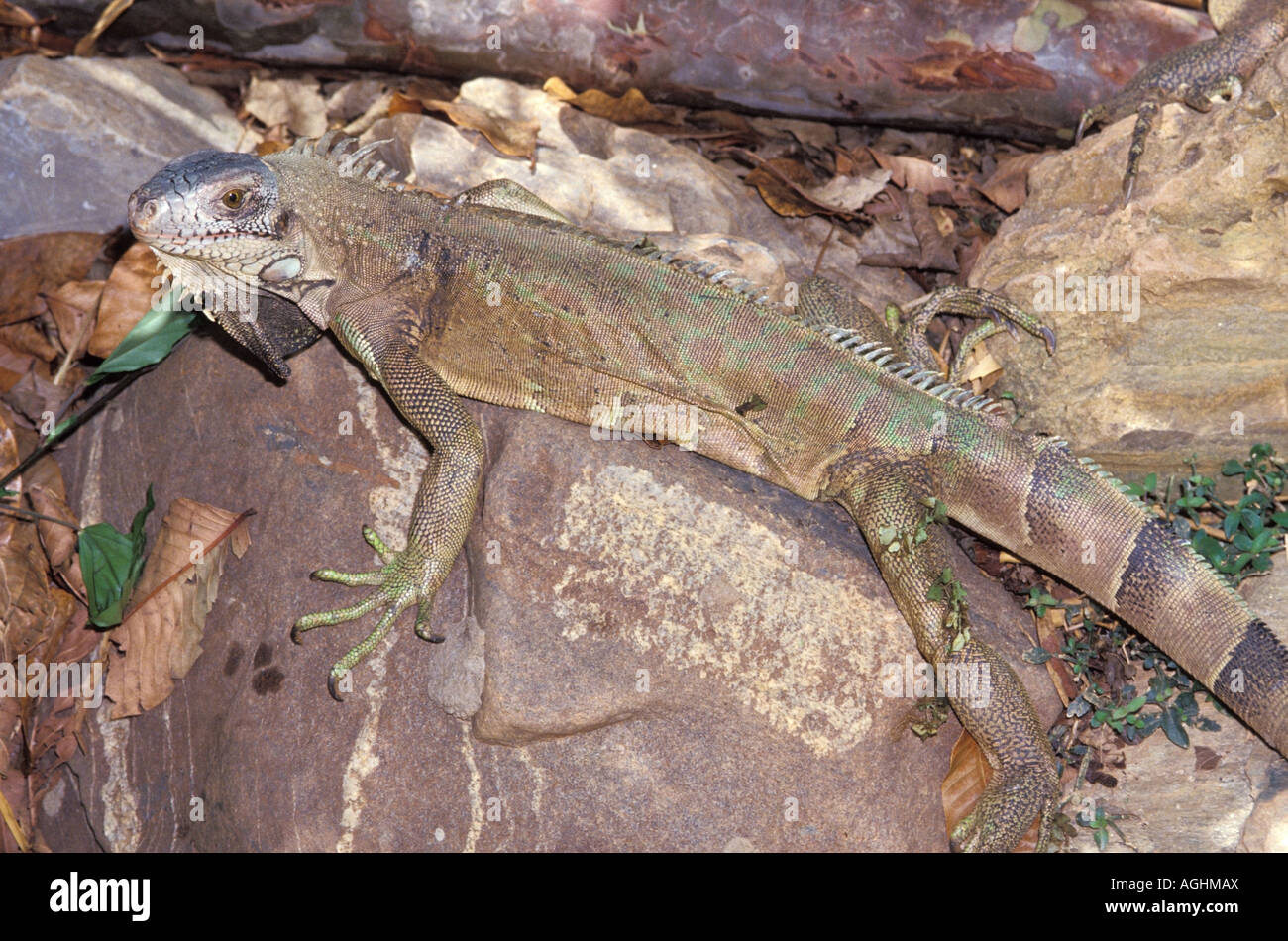 Leguane Stock Photos & Leguane Stock Images - Alamy