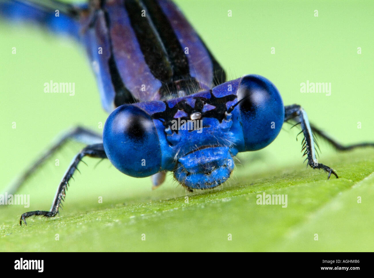 Violet dancer damselfly hi-res stock photography and images - Alamy