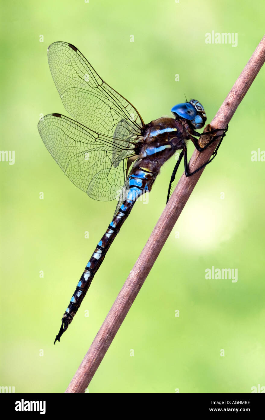 Darner dragonfly hi-res stock photography and images - Alamy
