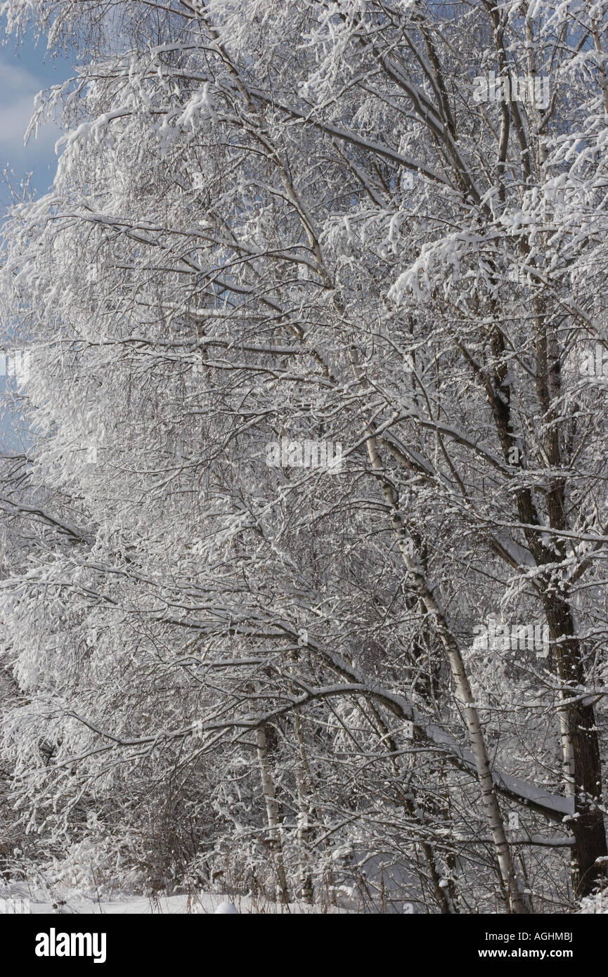 Snow-clad snow-covered forest wood tree and the blue sky nice landscape ...