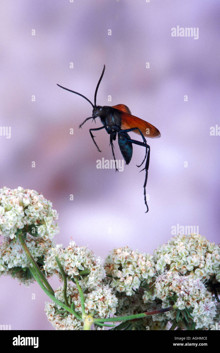 Tarantula hawk wasp hi-res stock photography and images - Alamy