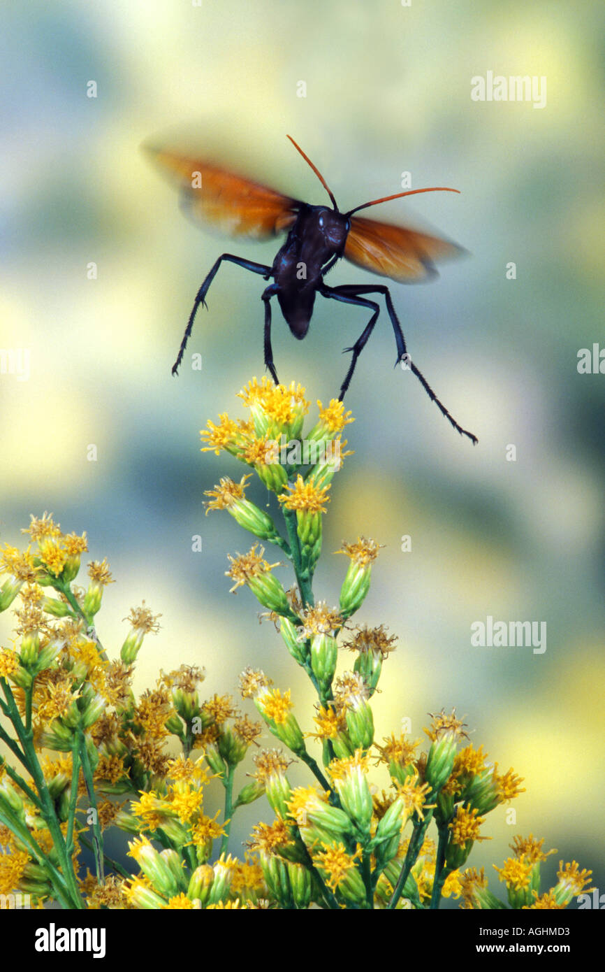 Wasp in Flight Stock Photo - Alamy
