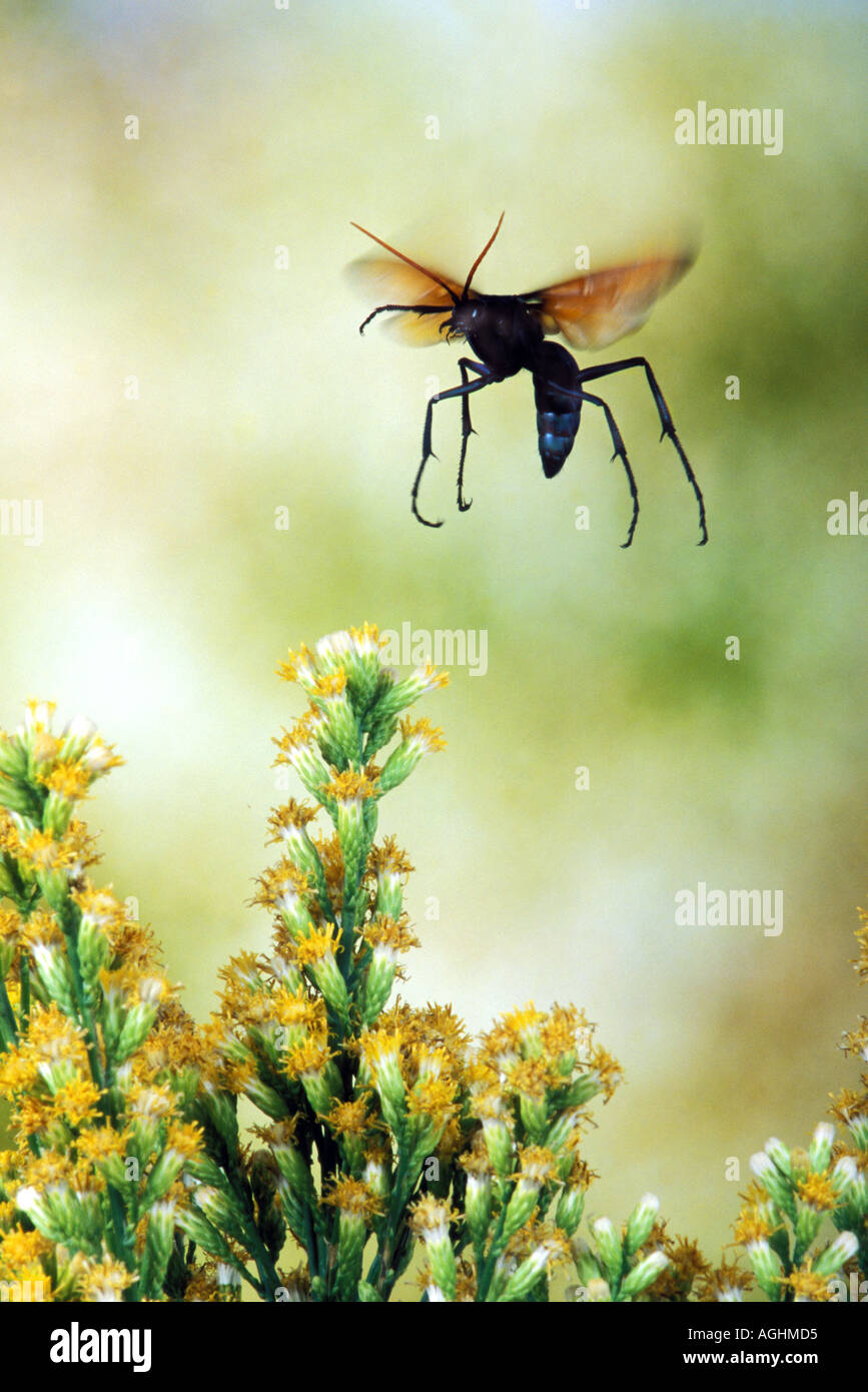 Female wasp tarantula hawk hi-res stock photography and images - Alamy