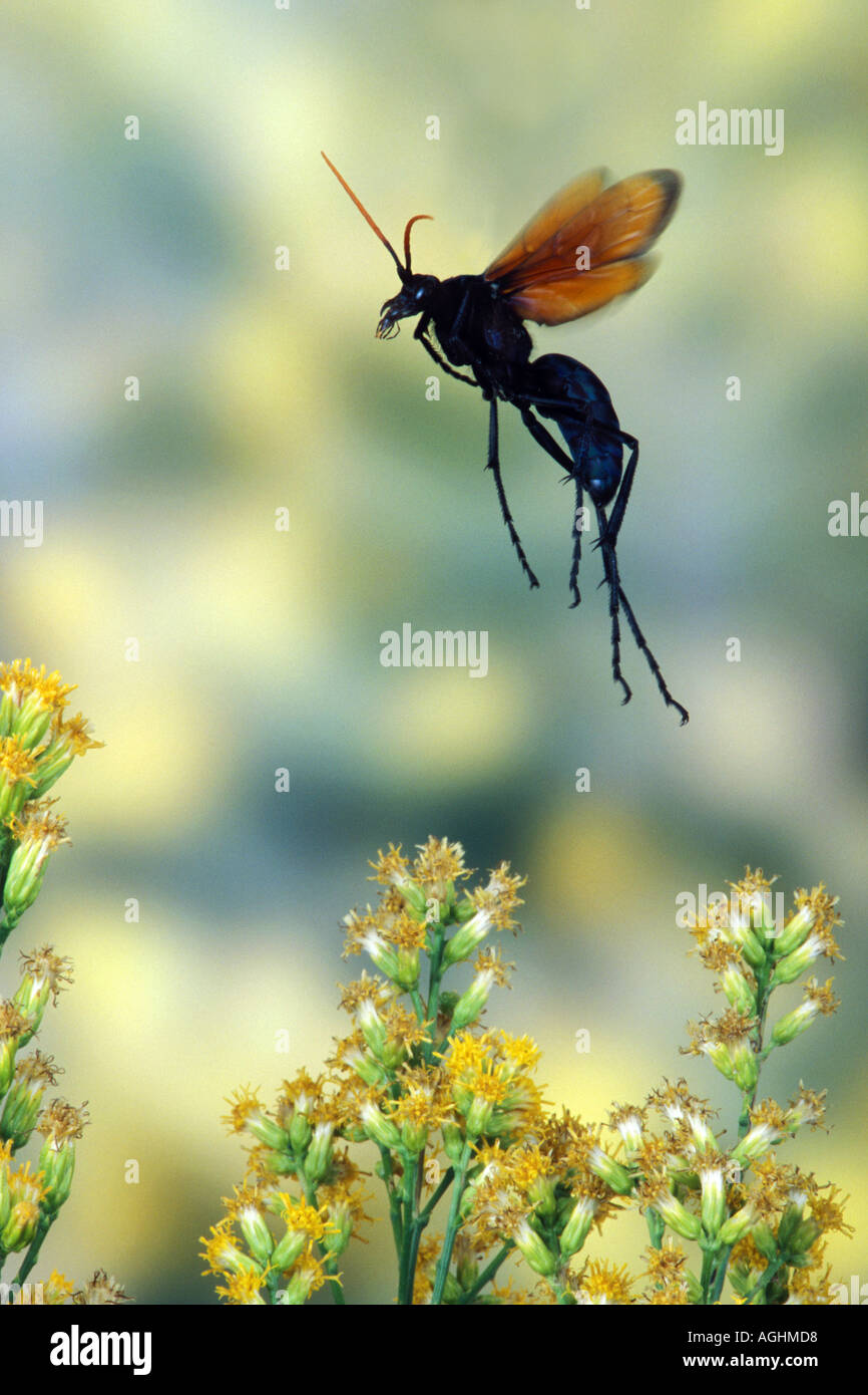 Female wasp tarantula hawk hi-res stock photography and images - Alamy