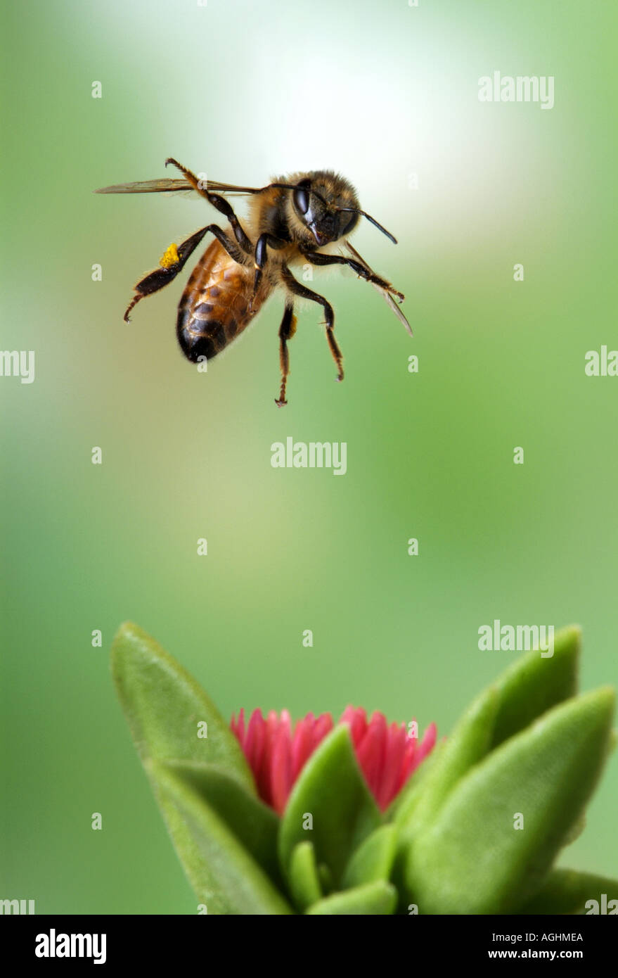 Honey Bee in flight Stock Photo - Alamy