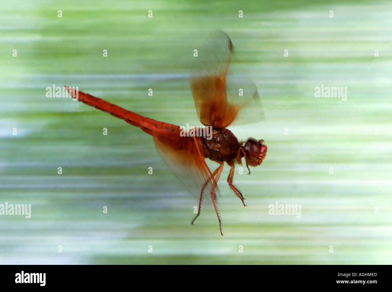 Dragonfly in flight Stock Photo - Alamy