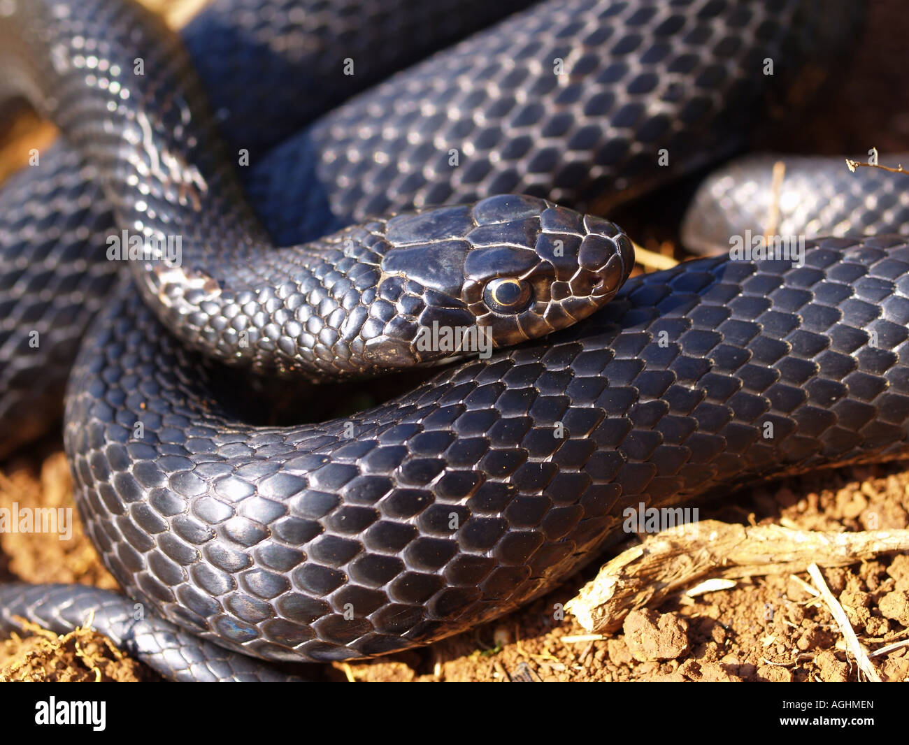 Western Whip Snake Stock Photos & Western Whip Snake Stock Images - Alamy