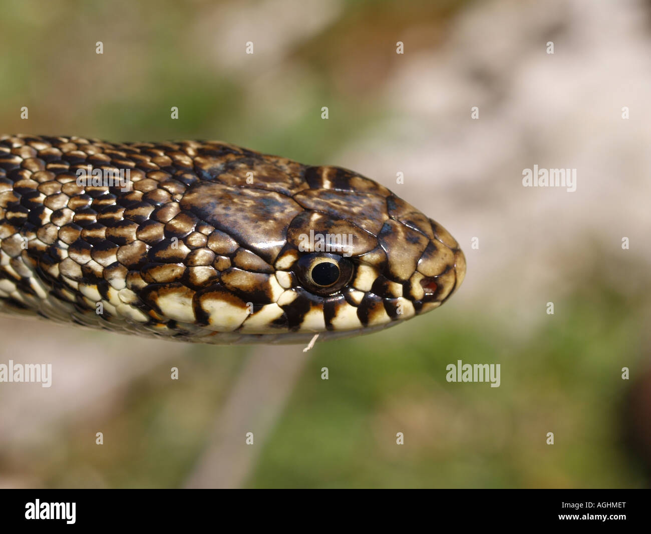 Coluber Gemonensis High Resolution Stock Photography and Images - Alamy