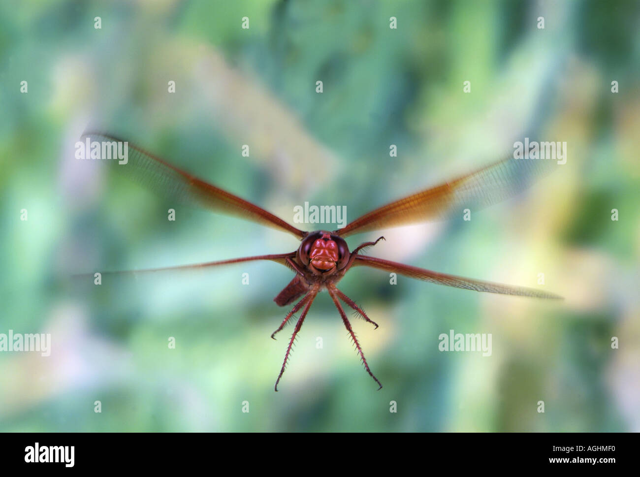 Dragonfly in flight Stock Photo - Alamy