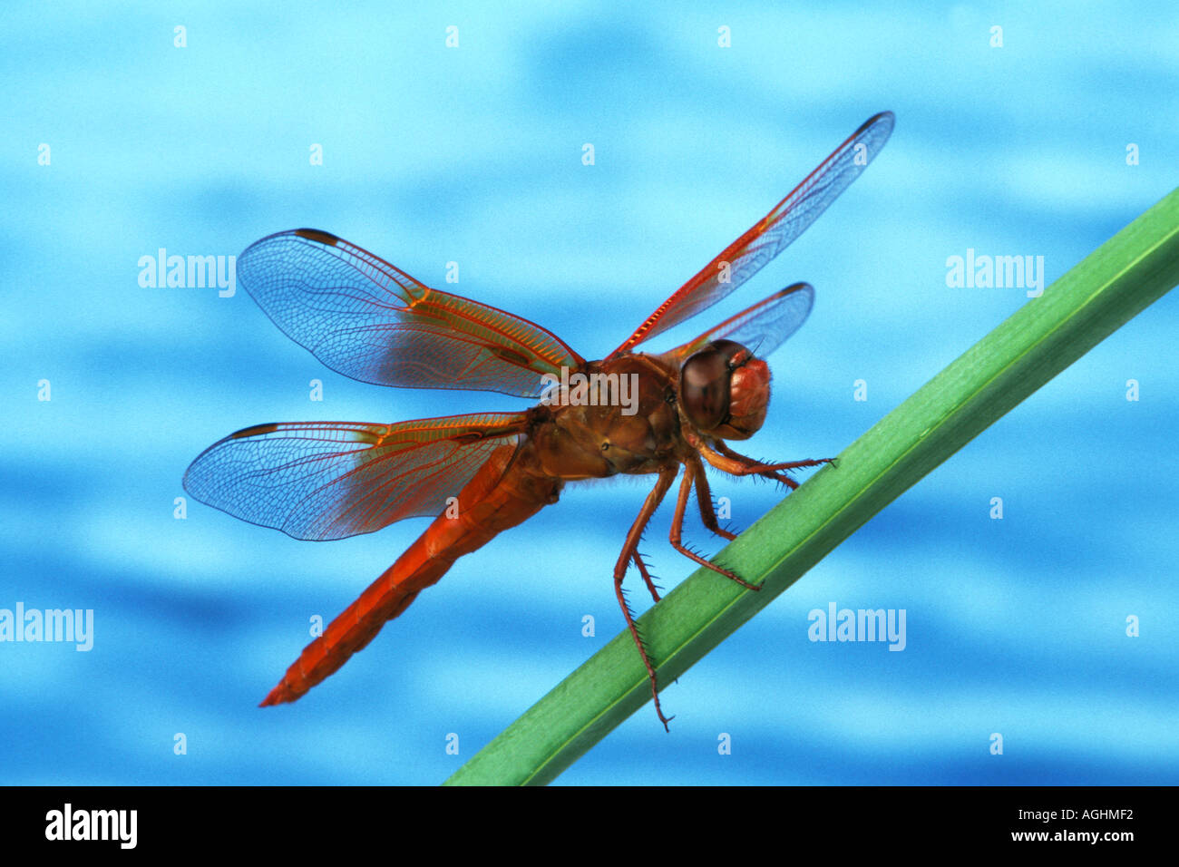 Big red skimmer hi-res stock photography and images - Alamy