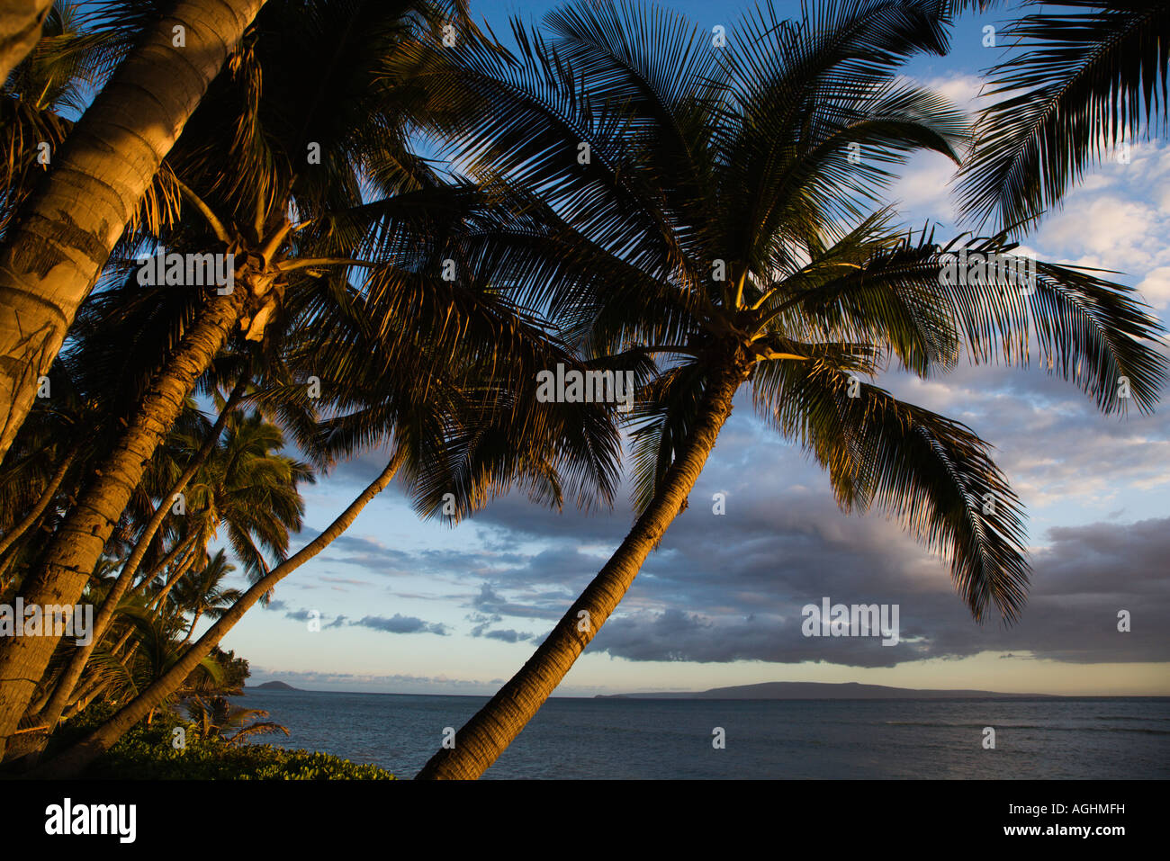 Palm tree by Pacific ocean in Maui Hawaii Stock Photo - Alamy