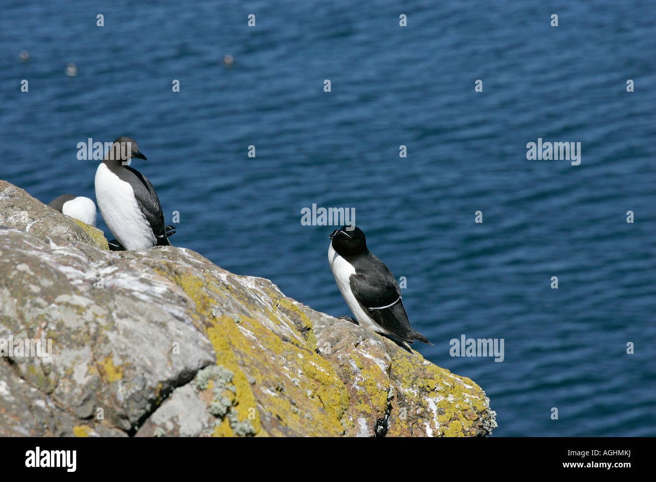 A Guillemot and Razorbill stare at each other Stock Photo - Alamy
