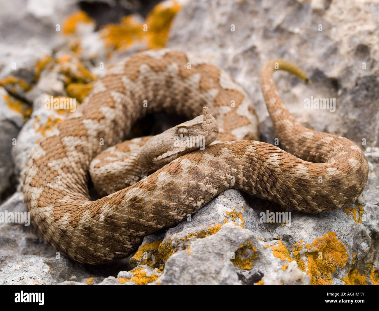 European Long Nose Viper High Resolution Stock Photography and Images ...