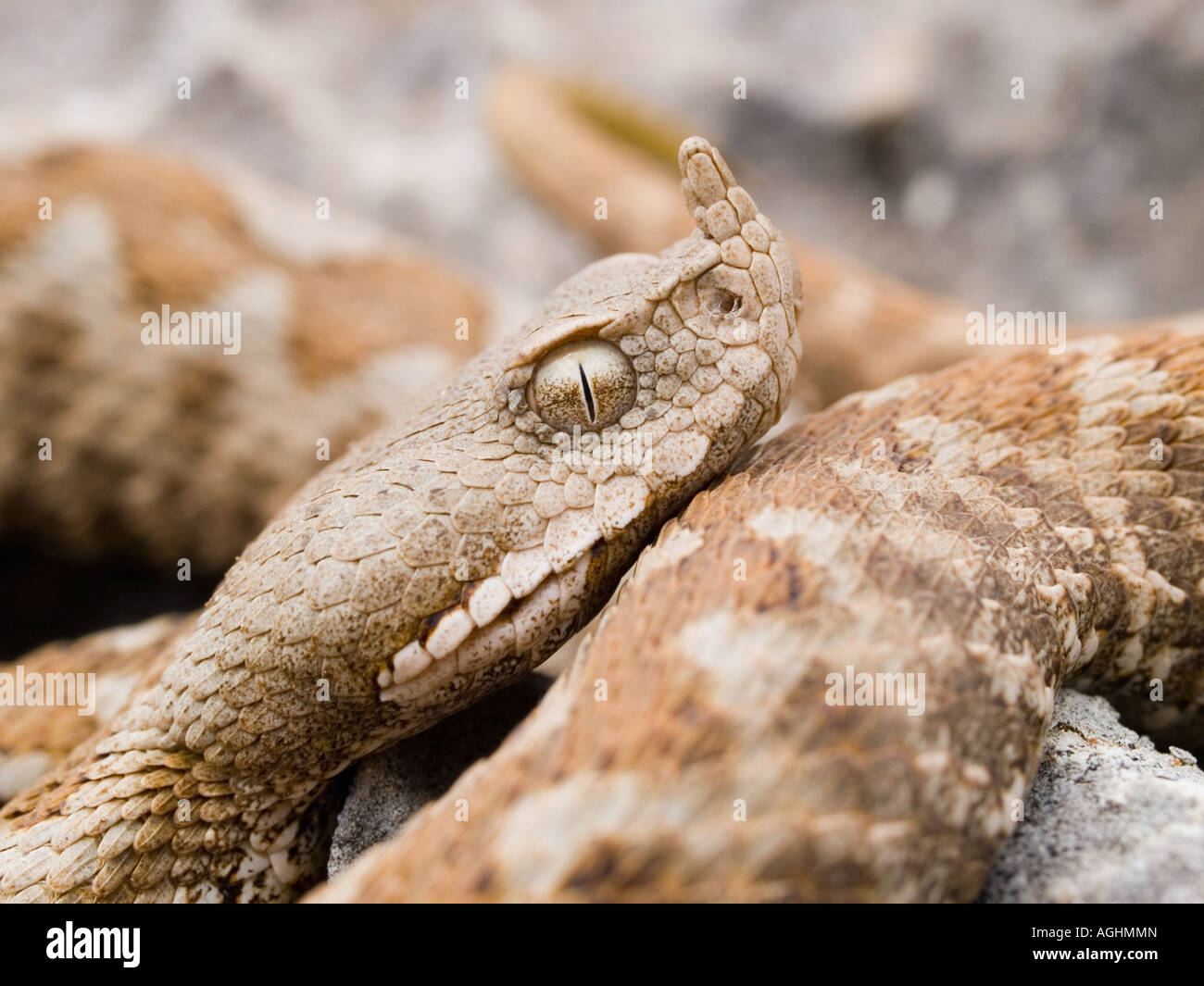 European Long Nose Viper High Resolution Stock Photography and Images ...