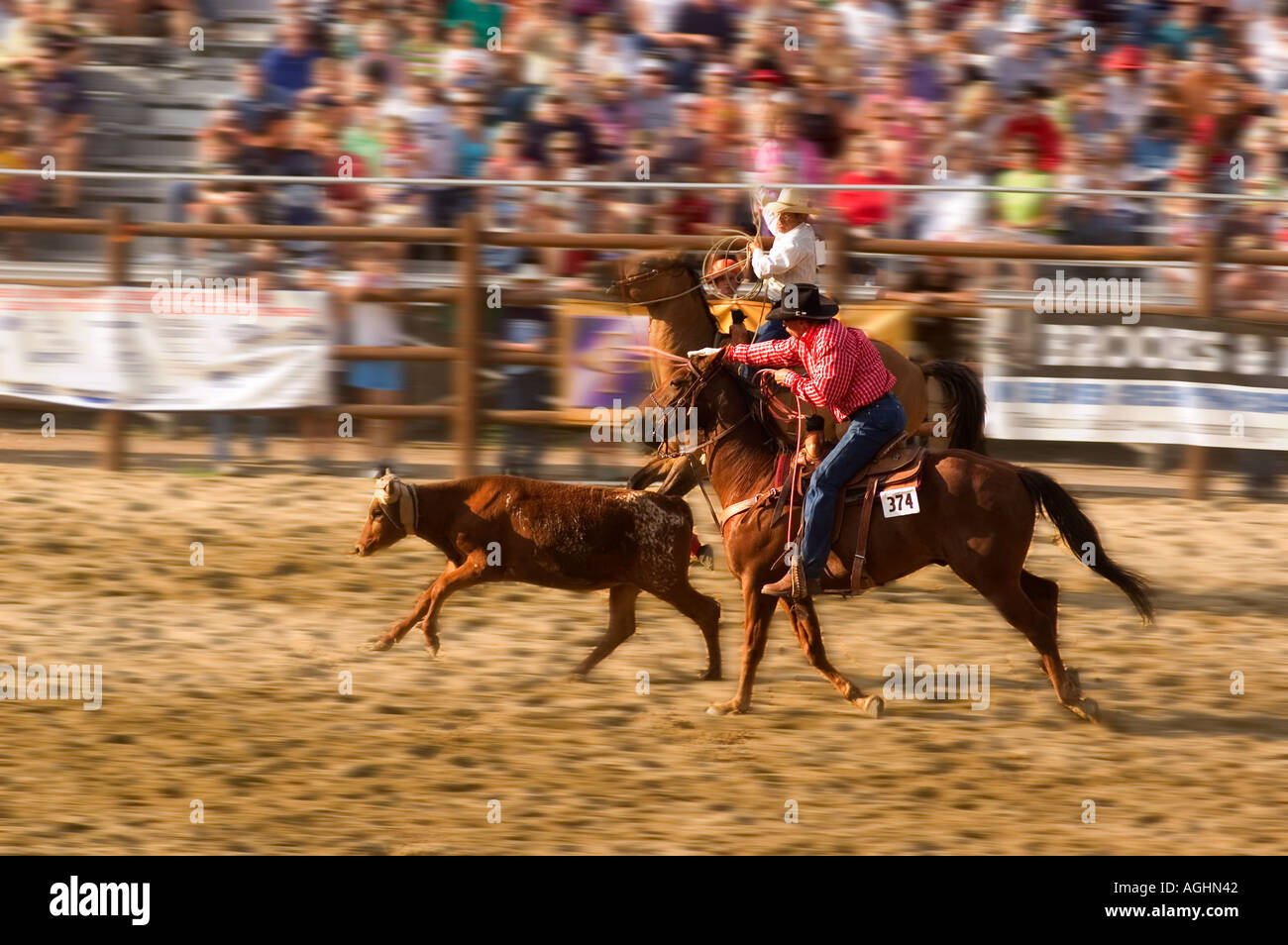 Roping cows hi-res stock photography and images - Alamy