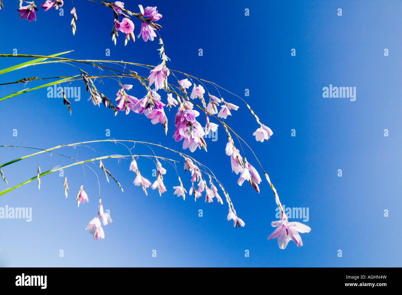 Summer flowers in Holehird gardens, Windermere, Cumbria, UK Stock Photo ...