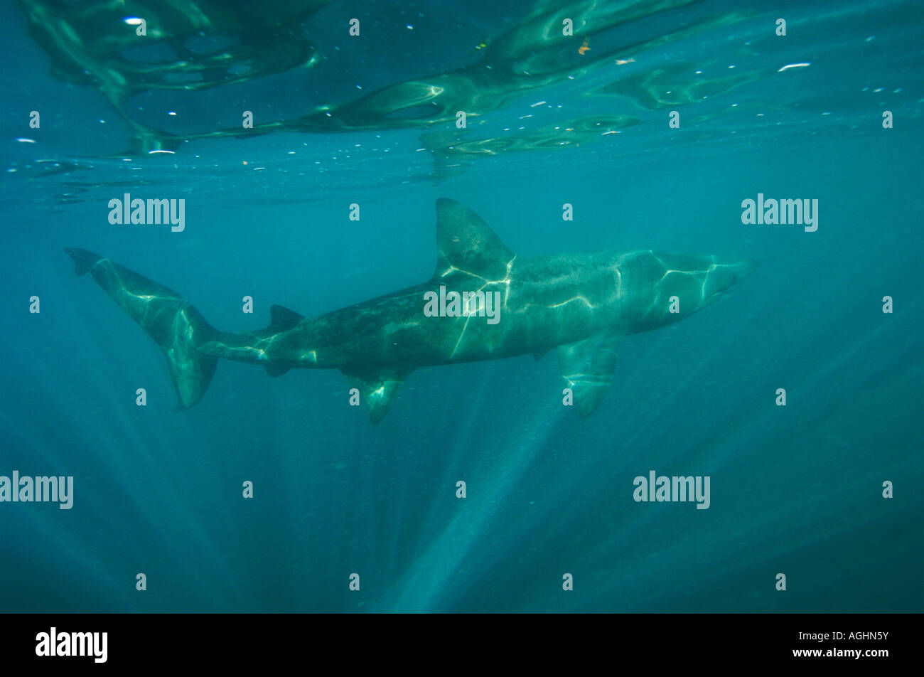 Basking shark gill rakers hi-res stock photography and images - Alamy