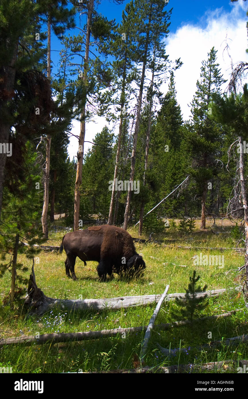 Buffalo grazing in meadow Yellowstone National Park Stock Photo - Alamy