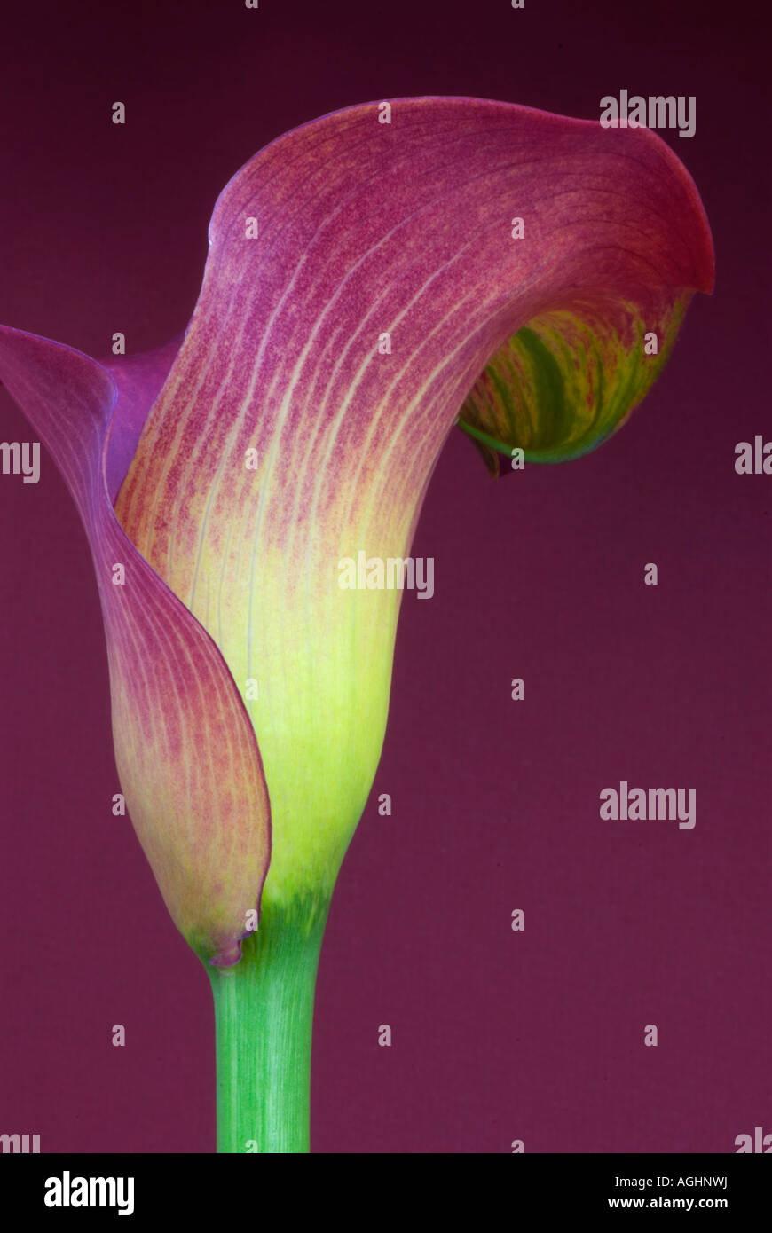 A Calla Lily shot against a wine red background Stock Photo - Alamy