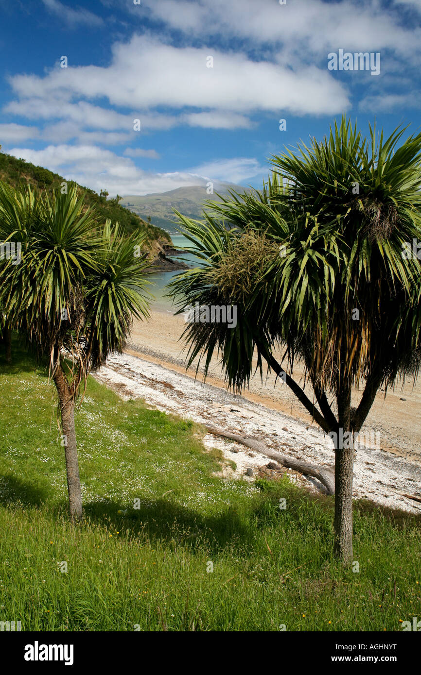 Cabbage trees at Rapaki Bay, Banks Peninsula, New Zealand Stock Photo ...
