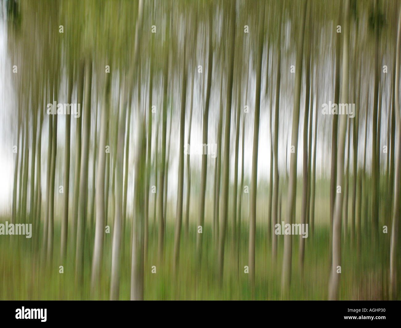 Repetition of tree stems hi-res stock photography and images - Alamy