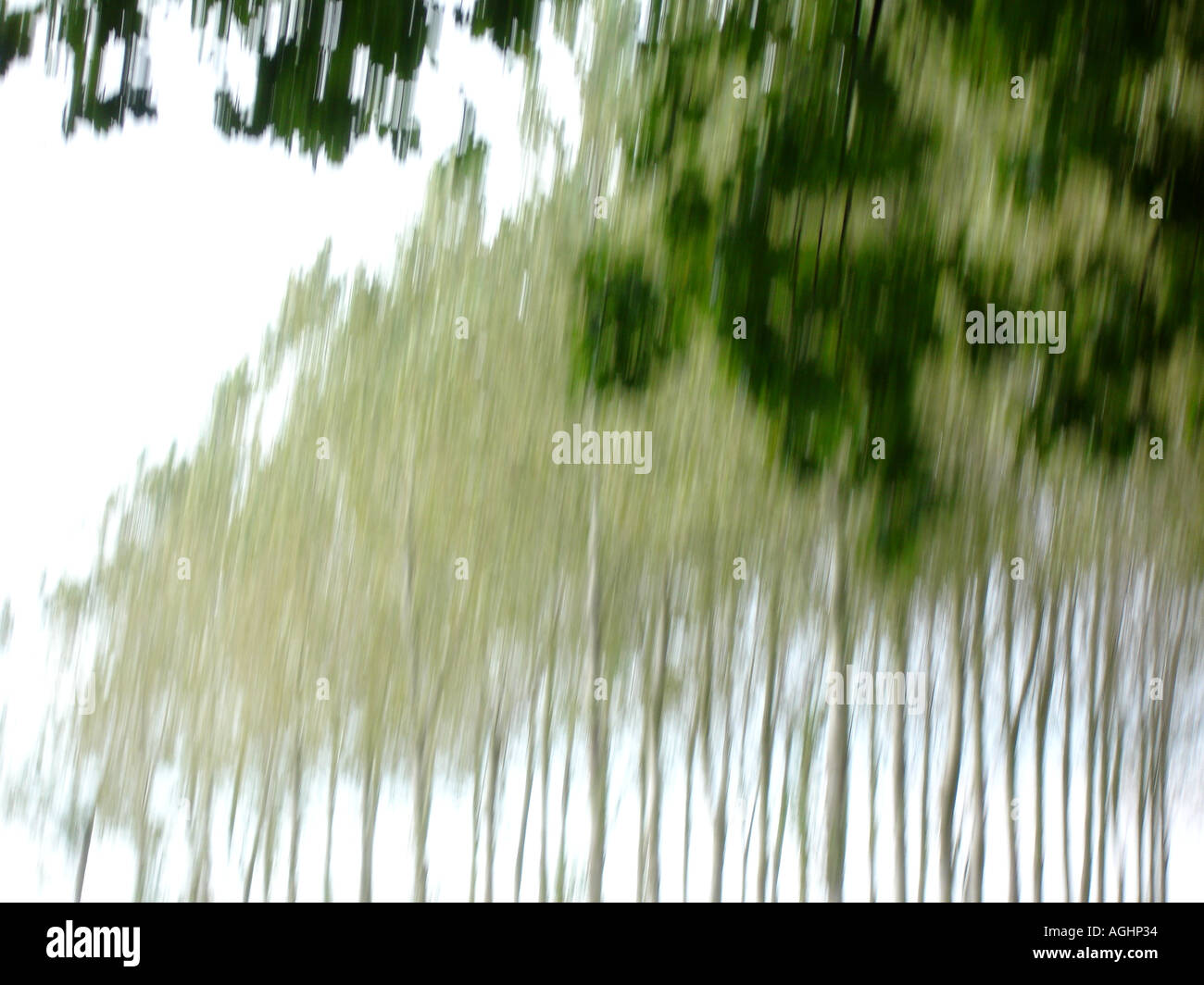 Repetition of tree stems hi-res stock photography and images - Alamy